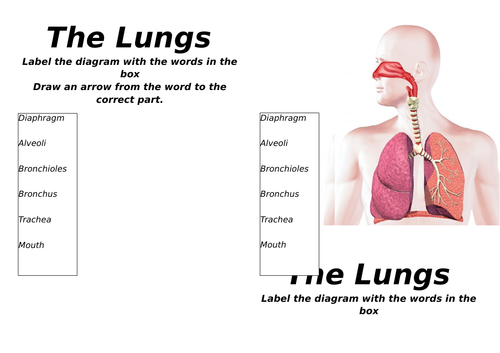 KS3 Gas Exchange | Teaching Resources