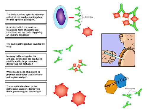 New GCSE B6 Vaccination | Teaching Resources New GCSE B6 Vaccination | Teaching Resources