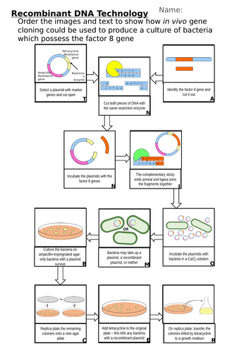 in vivo gene cloning cut and stick and questions - A level - DNA ...