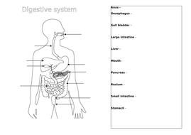 Digestive System Adaptations by Jubblord - Teaching Resources - Tes