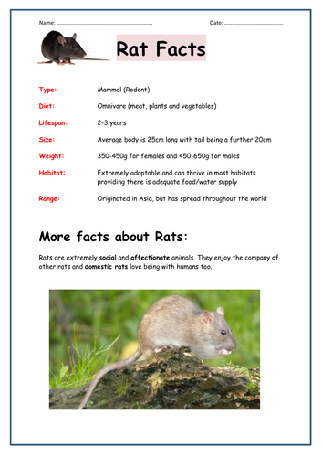 RATS - Non Fiction Activity Booklets | Teaching Resources