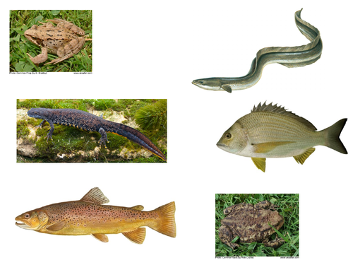 KS1 Animals Science Planning and Activities | Teaching Resources