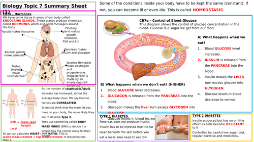 Edexcel Biology CB7 Revision Summary Worksheets | Teaching Resources