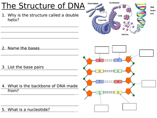 The Structure of DNA | Teaching Resources The Structure of DNA | Teaching Resources