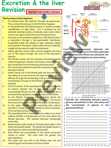 OCR / AQA A Level Biology Excretion, Kidneys & the Liver Revision ...