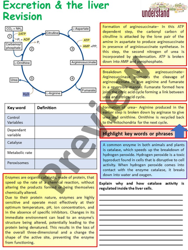 OCR / AQA A Level Biology Excretion, Kidneys & the Liver Revision ...