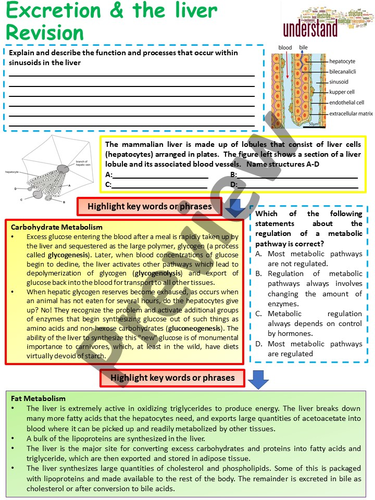 OCR / AQA A Level Biology Excretion, Kidneys & the Liver Revision ...