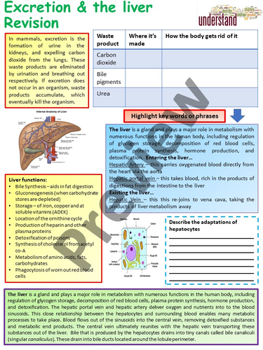 OCR / AQA A Level Biology Excretion, Kidneys & the Liver Revision ...