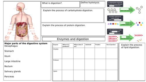 AQA A level Enzymes and digestion broad sheet | Teaching Resources