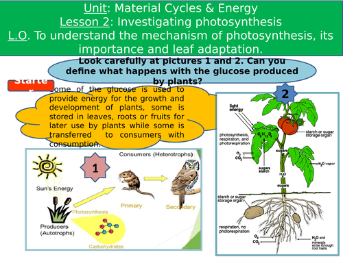 KS3_Photosynthesis_investigating the mechanism, adaptations and ...