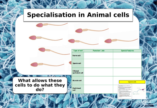 AQA GCSE B1.5 Specialisation in animal cells (NEW SPEC) | Teaching ...