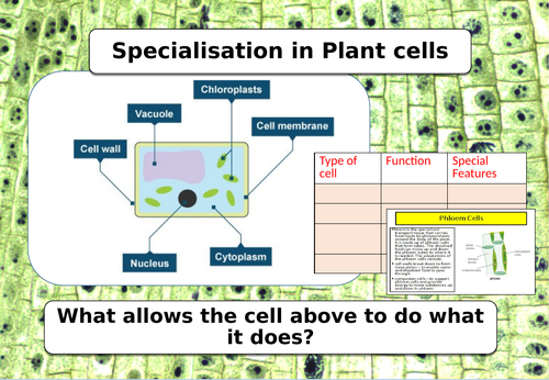 AQA GCSE B1.4 Specialisation in plant cells (NEW SPEC) | Teaching Resources