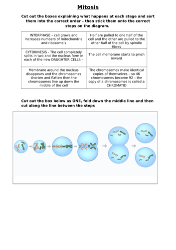 GCSE Cell Division (AQA B2.1) | Teaching Resources