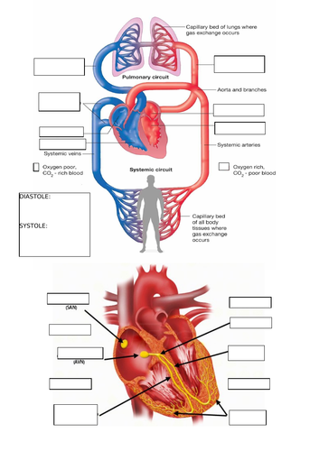 OCR A Level PE Cardiovascular system revision lesson | Teaching Resources OCR A Level PE Cardiovascular system revision lesson | Teaching Resources