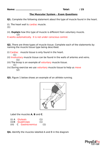 GCSE PE - Muscles of the Body - Unit of Work - Worksheet, Powerpoint ...