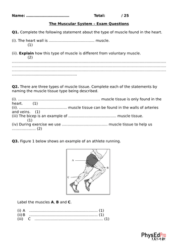 GCSE PE - Muscles of the Body - Unit of Work - Worksheet, Powerpoint ...