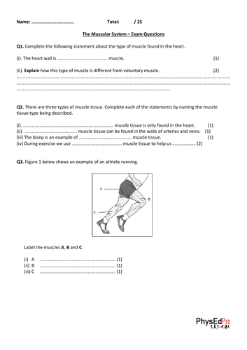GCSE PE - Muscles of the Body - Unit of Work - Worksheet, Powerpoint ...