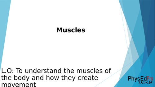 GCSE PE - Muscles of the Body - Unit of Work - Worksheet, Powerpoint ...