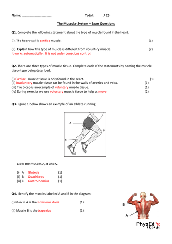 GCSE PE - Muscles of the Body - Unit of Work - Worksheet, Powerpoint ...