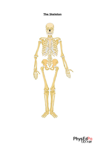 GCSE PE – Skeleton – Skeletal System - Unit of Work - Worksheet ...