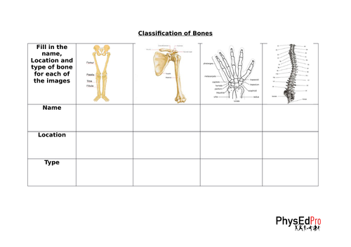 GCSE PE – Skeleton – Skeletal System - Unit of Work - Worksheet ...