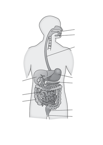 Topic 2 The digestive system AQA trilogy | Teaching Resources