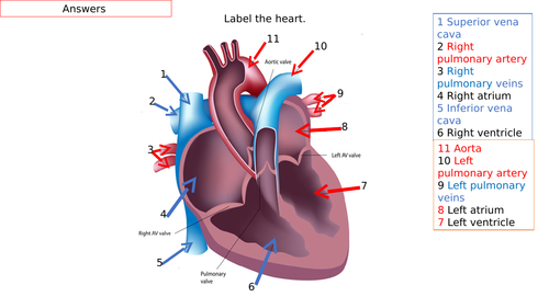 Answers to the heart quiz | Teaching Resources