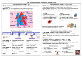 GCSE PE Cardiovascular System, Respiratory System and Effects of ...