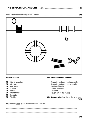 Regulation of blood glucose (A-level). 20 slide powerpoint, notes, two ...