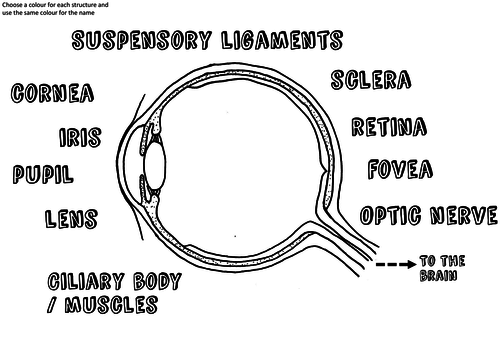 Human eye colouring sheets, diagrams and worksheets | Teaching Resources