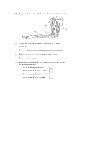 Muscles | Teaching Resources