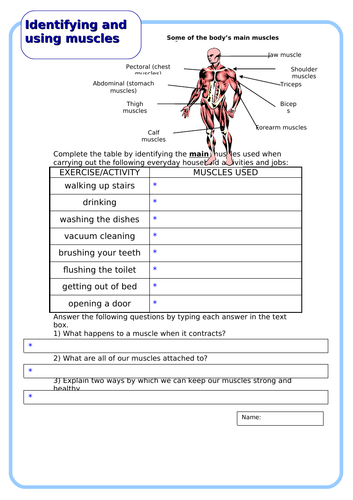 Muscles | Teaching Resources