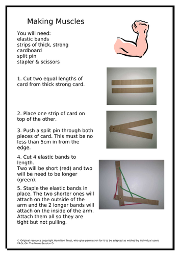 Muscles | Teaching Resources