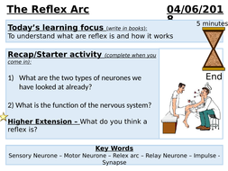 GCSE Biology - Reflex Arc | Teaching Resources