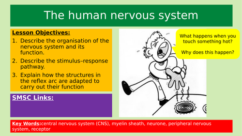 The human nervous system | Teaching Resources