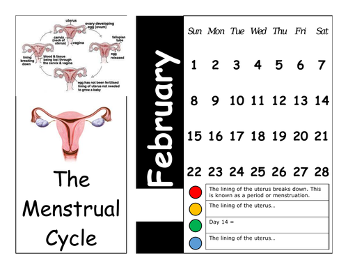 Menstrual Cycle Calendar (Activity) - KS3/KS4 Reproduction/Hormones ...