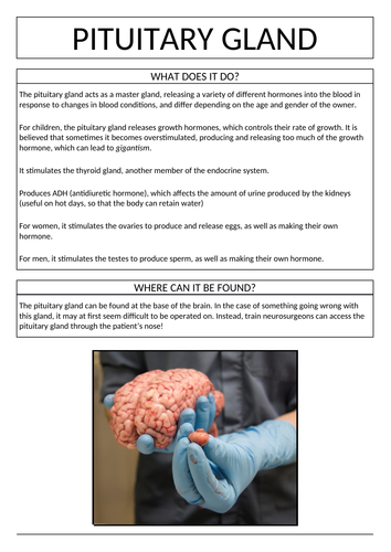 Parts of the Endocrine System - Poster Carousel | Teaching Resources