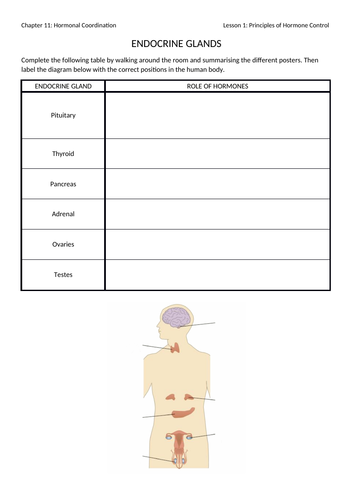Parts of the Endocrine System - Poster Carousel | Teaching Resources