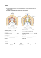 KS3 breathing worksheet | Teaching Resources