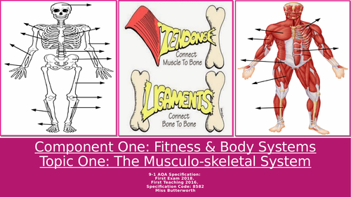 Aqa 9 1 Gcse Pe The Skeletal System [the Bones] Teaching Resources
