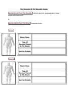 AQA 9-1 GCSE PE - The Muscular System | Teaching Resources