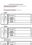 AQA 9-1 GCSE PE - The Muscular System | Teaching Resources