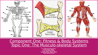 AQA 9-1 GCSE PE - The Muscular System | Teaching Resources