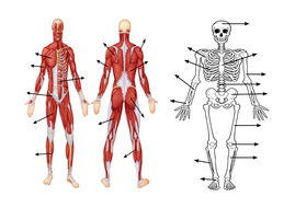 AQA 9-1 GCSE PE - The Muscular System | Teaching Resources