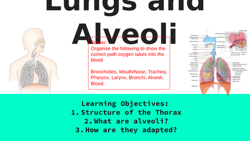 Lungs and Alveoli iGCSE/GCSE 9-1 | Teaching Resources