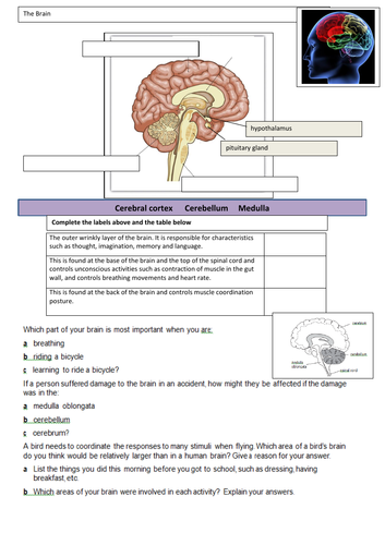 Nervous system, the brain and eye:-AQA GCSE Biology Revision Sheets on ... Nervous system, the brain and eye:-AQA GCSE Biology Revision Sheets on ...