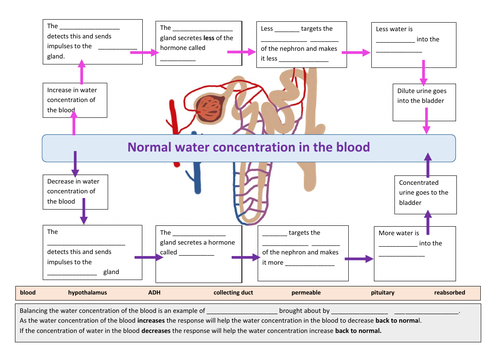 Topic 5 Kidney - Revision sheets on The Kidney and Osmoregulation AQA ...