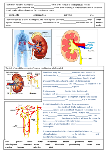 Topic 5 Kidney - Revision sheets on The Kidney and Osmoregulation AQA ...