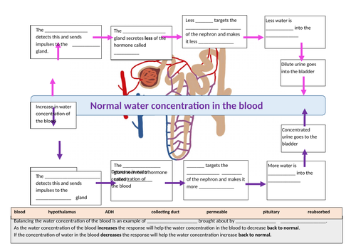 Topic 5 Kidney - Revision sheets on The Kidney and Osmoregulation AQA ...