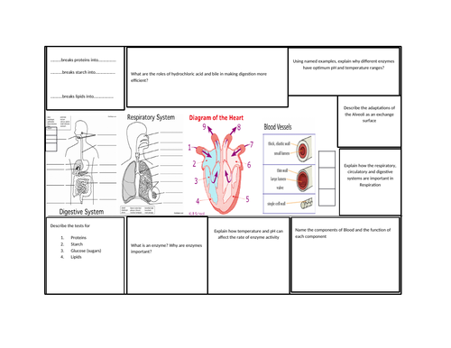 Organization...Digestive Respiratory and Circulatory System Revision ... Organization...Digestive Respiratory and Circulatory System Revision ...
